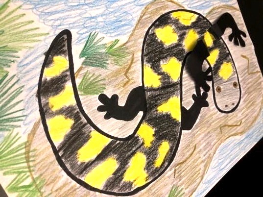 Fun Animal Friday Salamander Craft | San Diego Children’s Discovery Museum Fun Animal Friday Salamander Craft | San Diego Children’s Discovery Museum